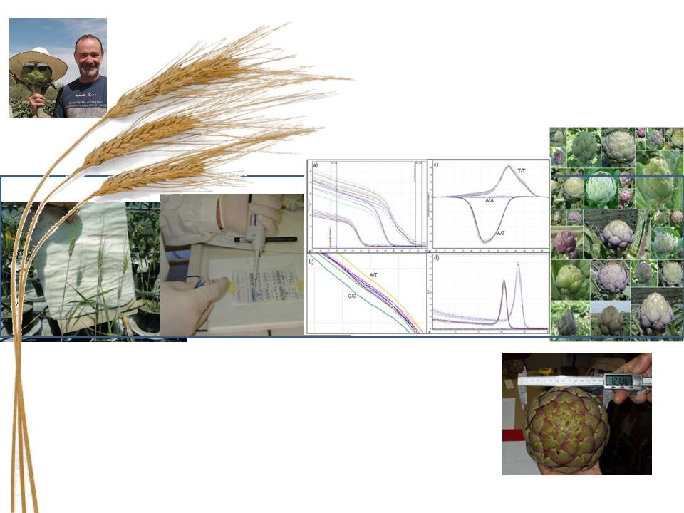 Laboratorio di Risorse Genetiche Vegetali - Unitus
