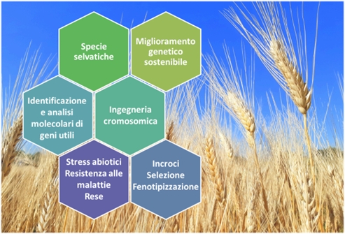 Plant Cytogenetics and Genomics Laboratory - Unitus